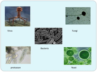 Application of microbiology in pharmaceuticals | PDF