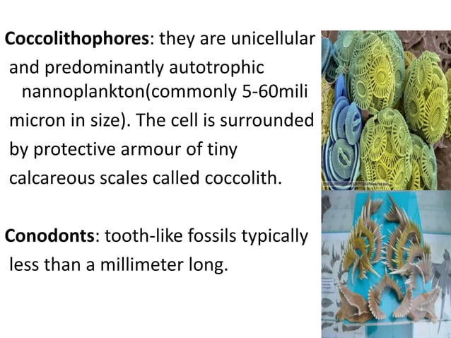 Application of microfossil in fossil fuel exploration | PPTX ...