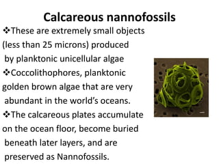 Application of microfossil in fossil fuel exploration | PPTX