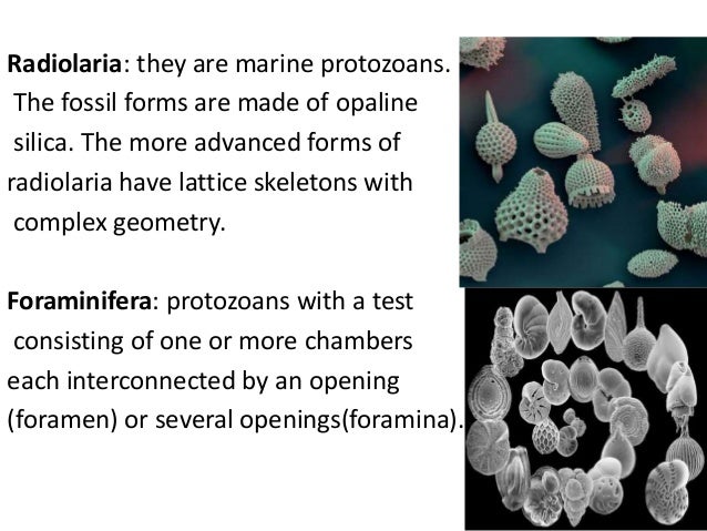 Application of microfossil in fossil fuel exploration