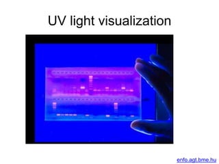 Application of molecular technology in biotechnology | PPTX