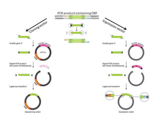 Application of molecular technology in biotechnology | PPTX