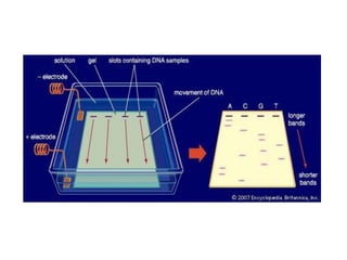 Application of molecular technology in biotechnology | PPTX