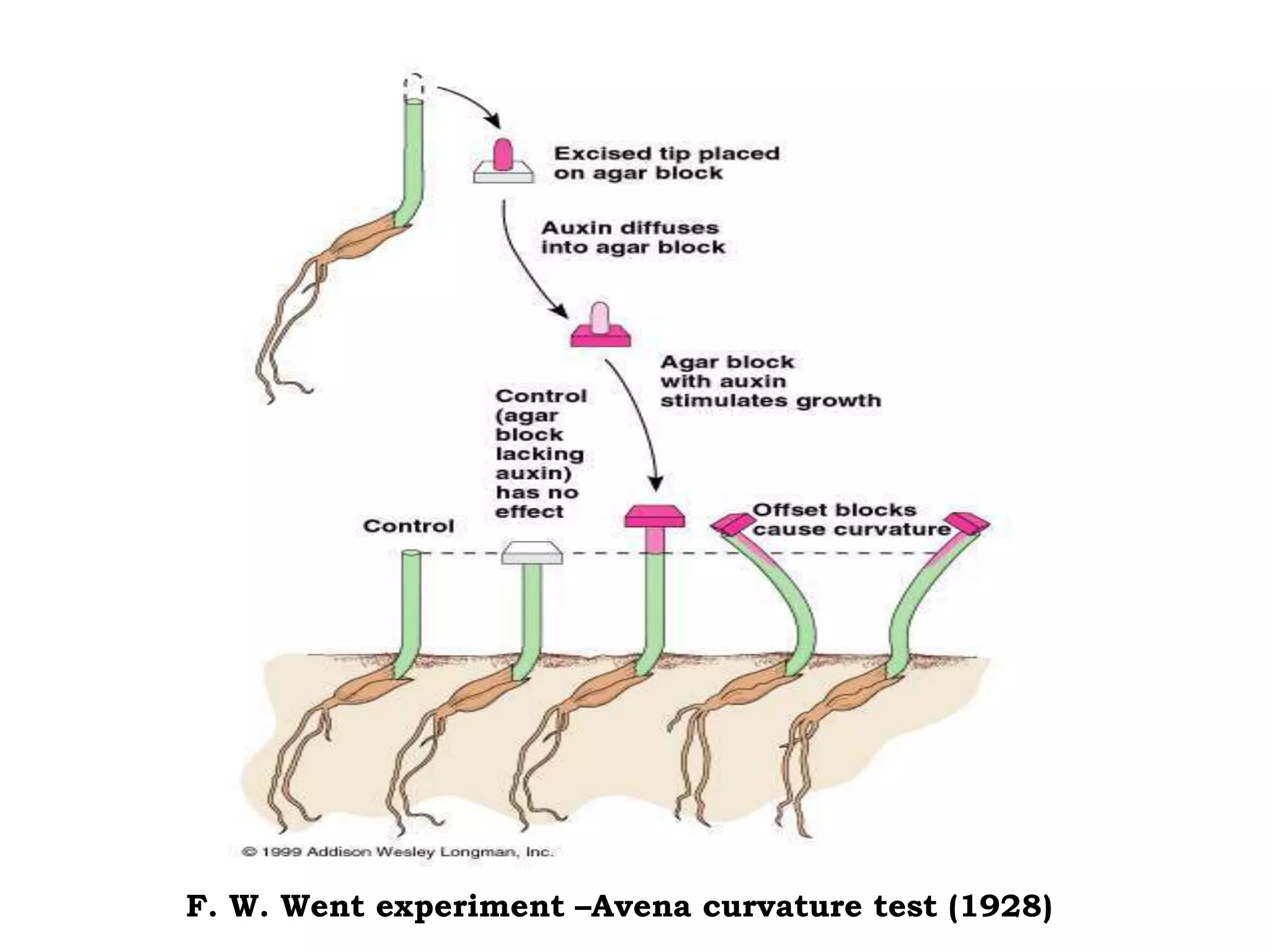 Application of plant growth regulators in agriculture | PPTX