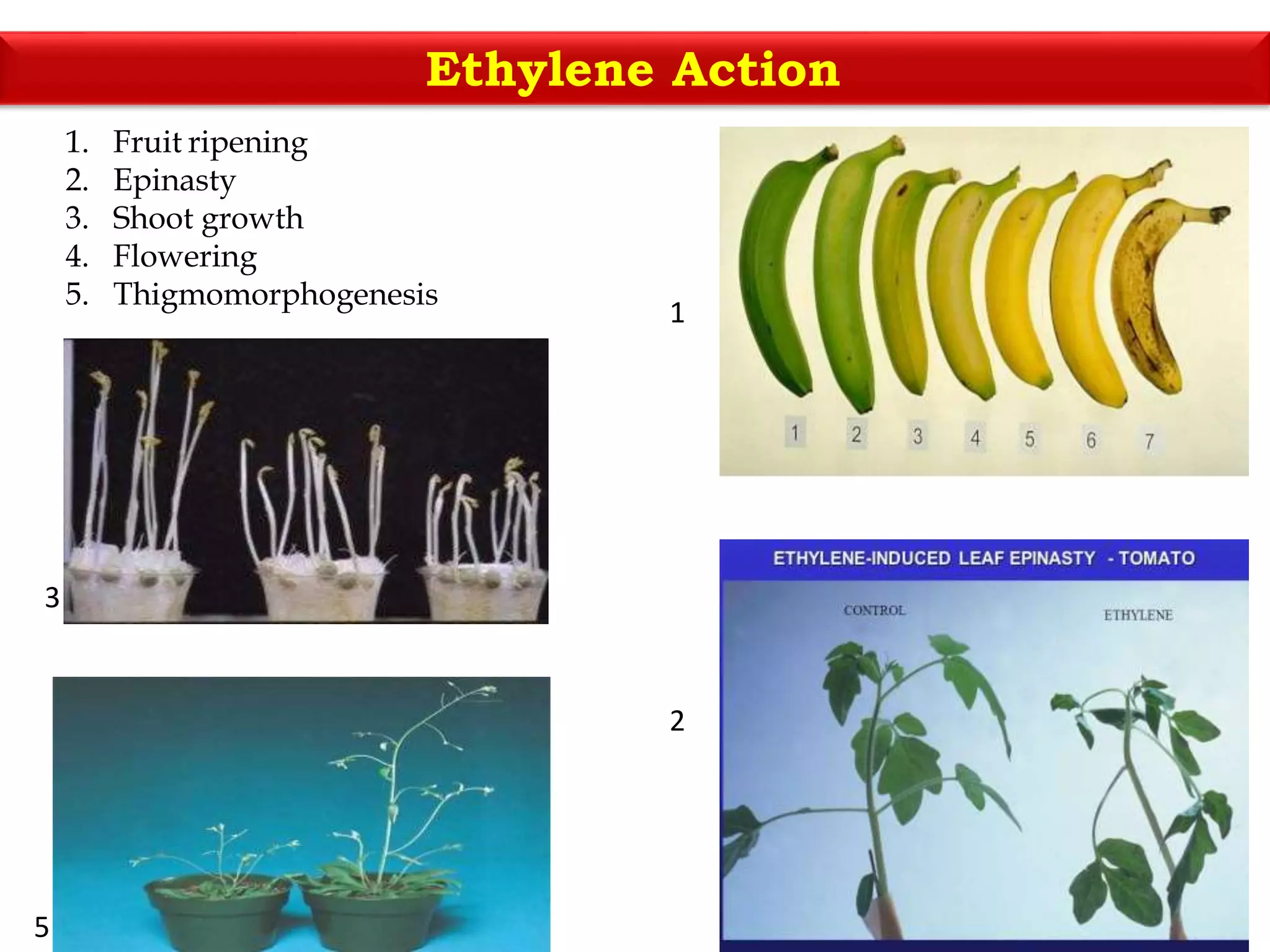 Application of plant growth regulators in agriculture | PPTX