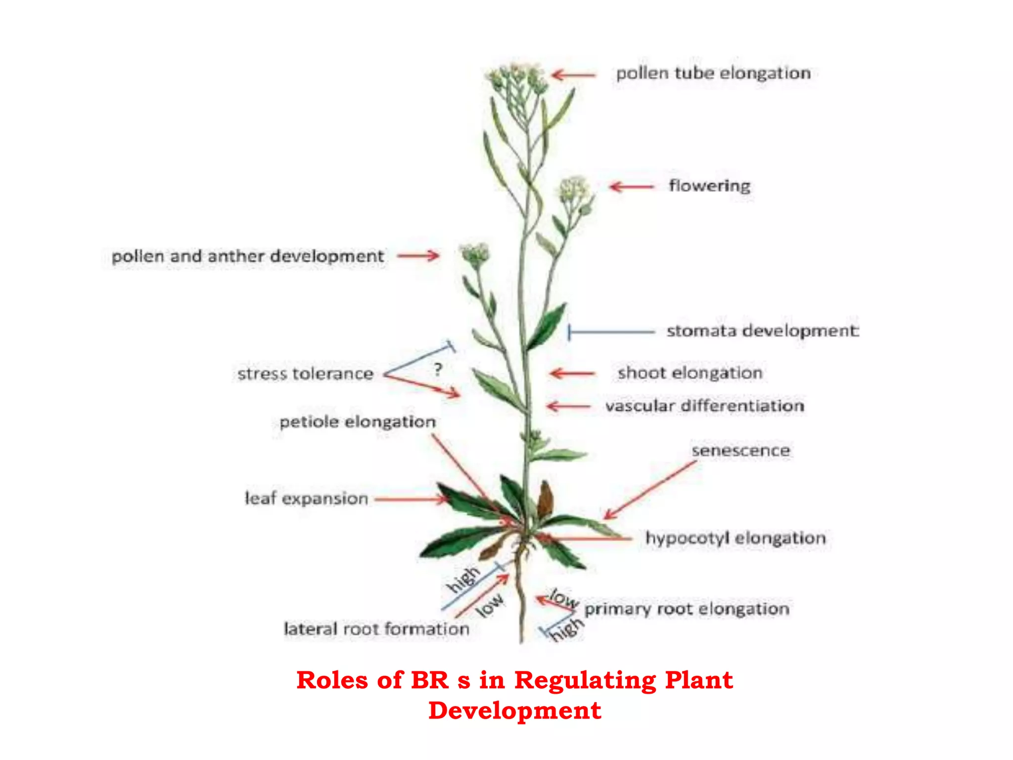 Application of plant growth regulators in agriculture | PPTX