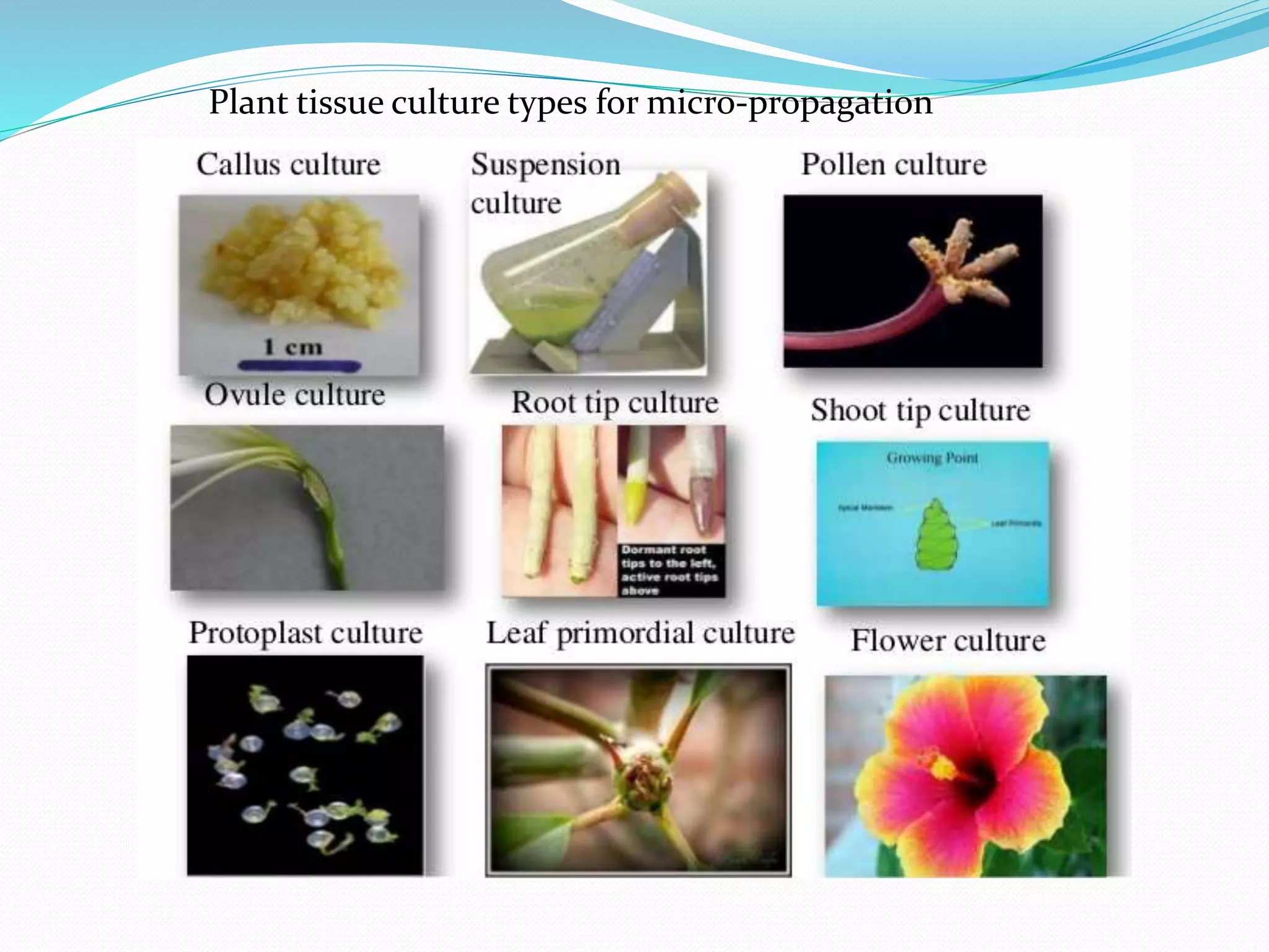 Application of plant tissue culture/ micro-propagation | PPTX