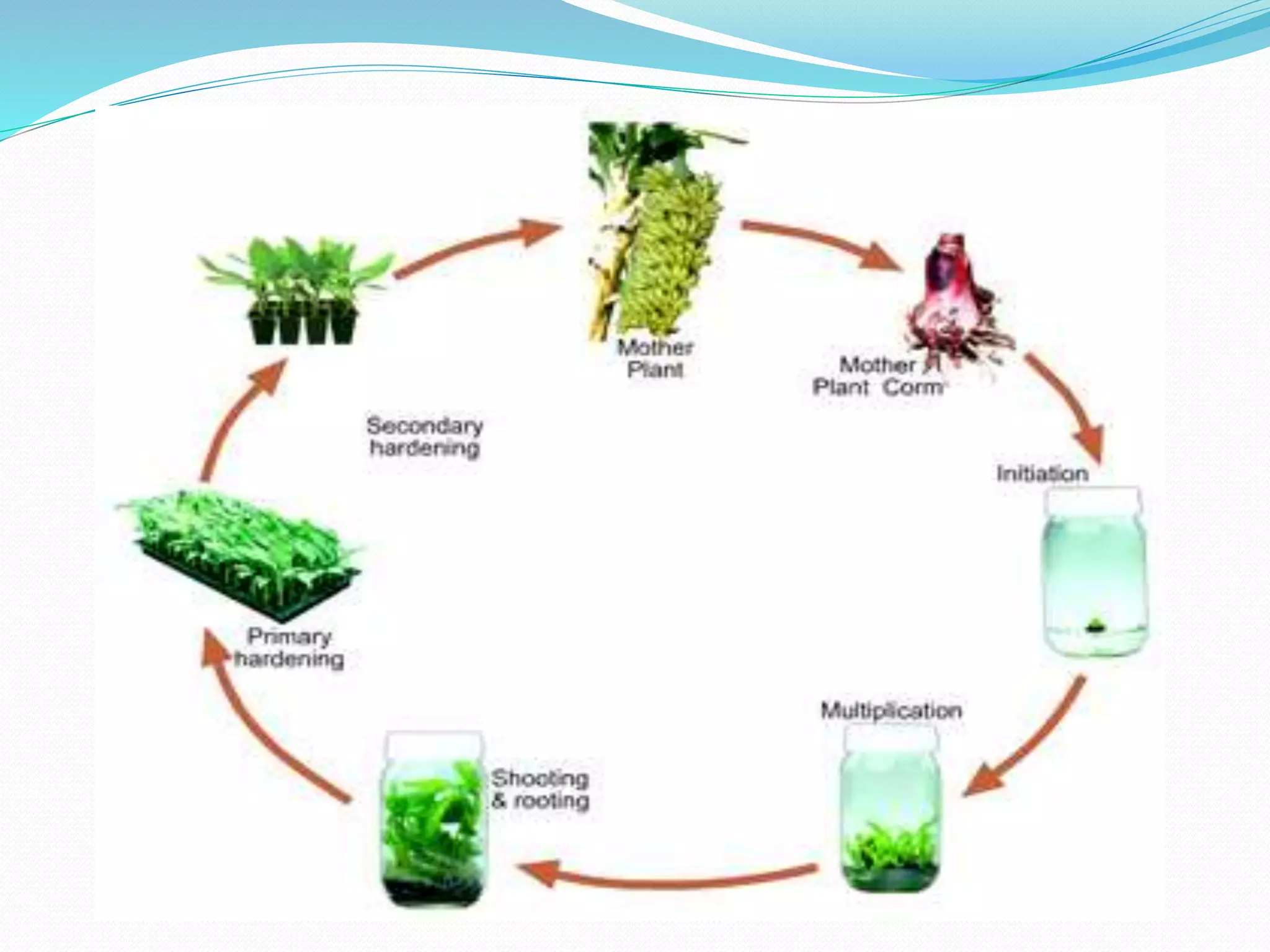 Application of plant tissue culture/ micro-propagation | PPTX