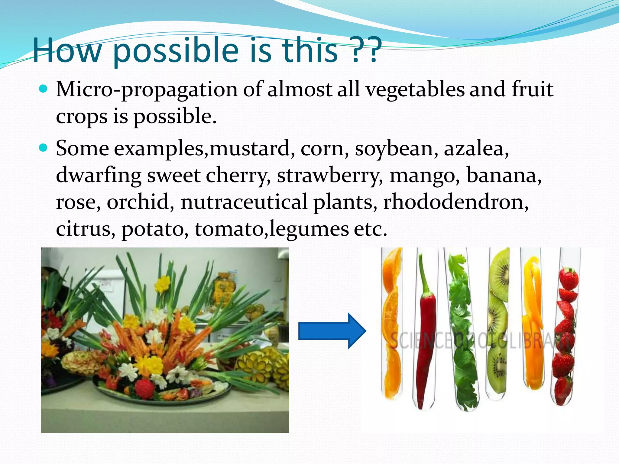 Application of plant tissue culture/ micro-propagation | PPTX