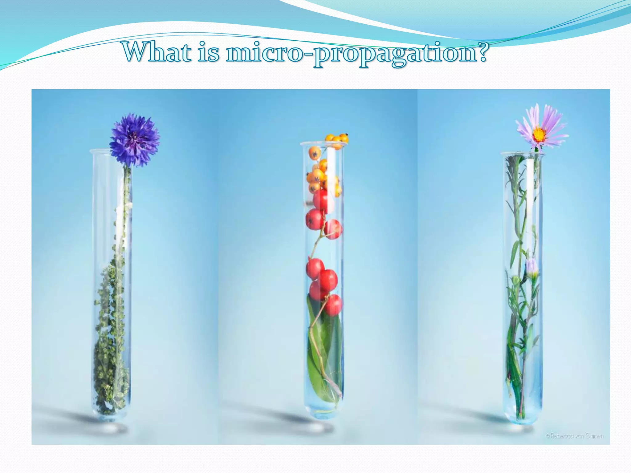 Application of plant tissue culture/ micro-propagation | PPTX