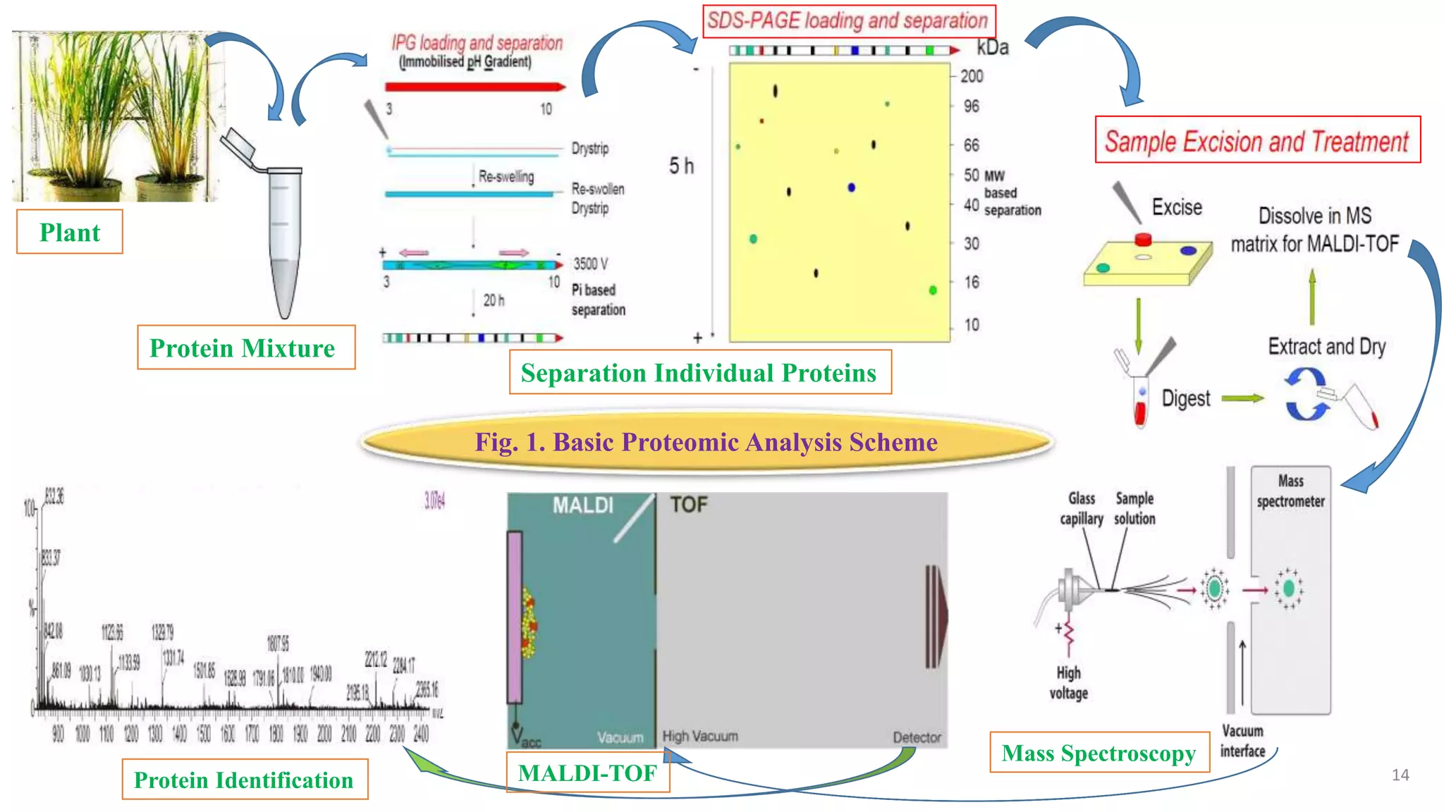 Application of proteomics for identification of abiotic stress ...