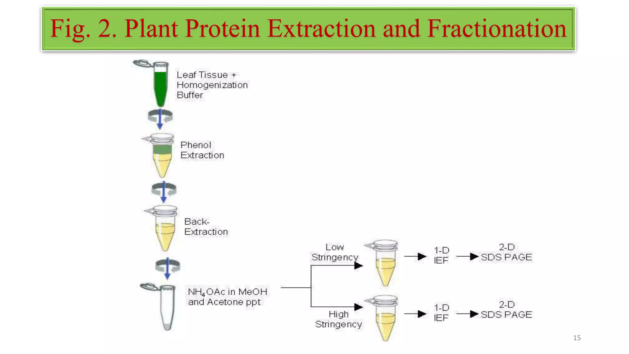 Application of proteomics for identification of abiotic stress tolerance in cereal crops | PPTX