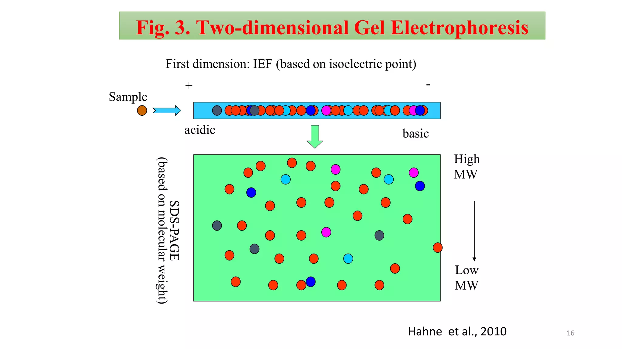 Application of proteomics for identification of abiotic stress tolerance in cereal crops | PPTX