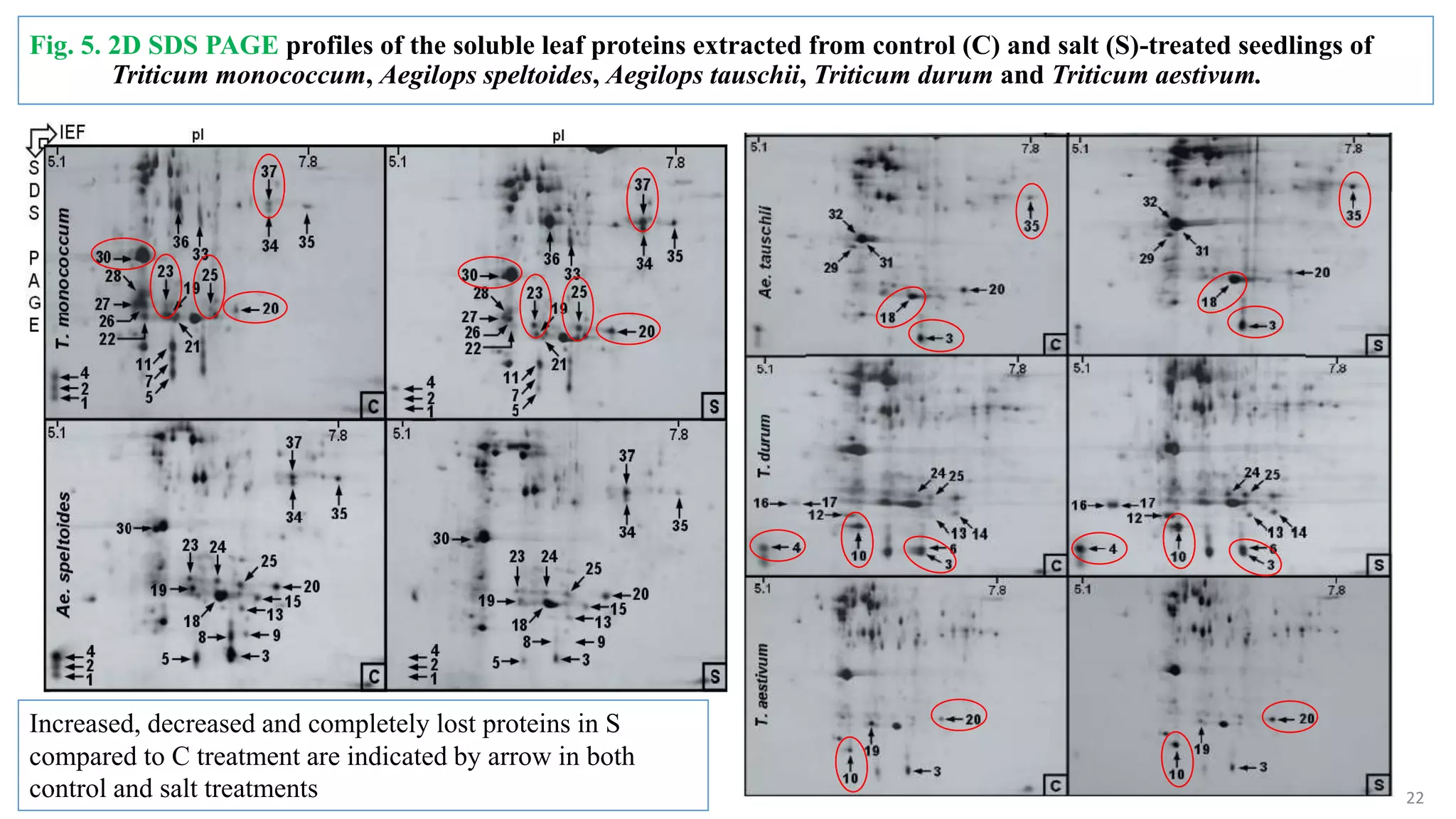 Application of proteomics for identification of abiotic stress tolerance in cereal crops | PPTX