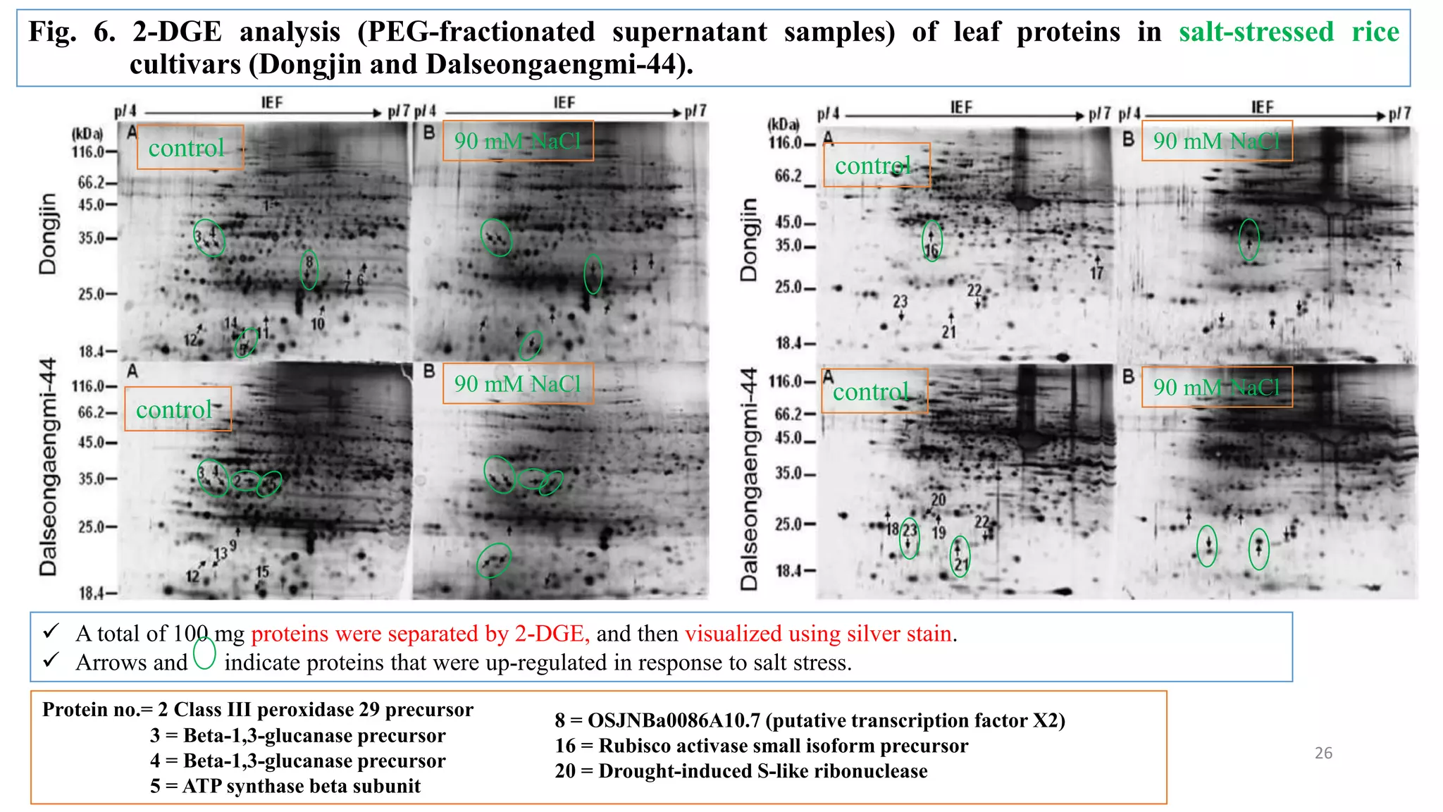 Application of proteomics for identification of abiotic stress tolerance in cereal crops | PPTX