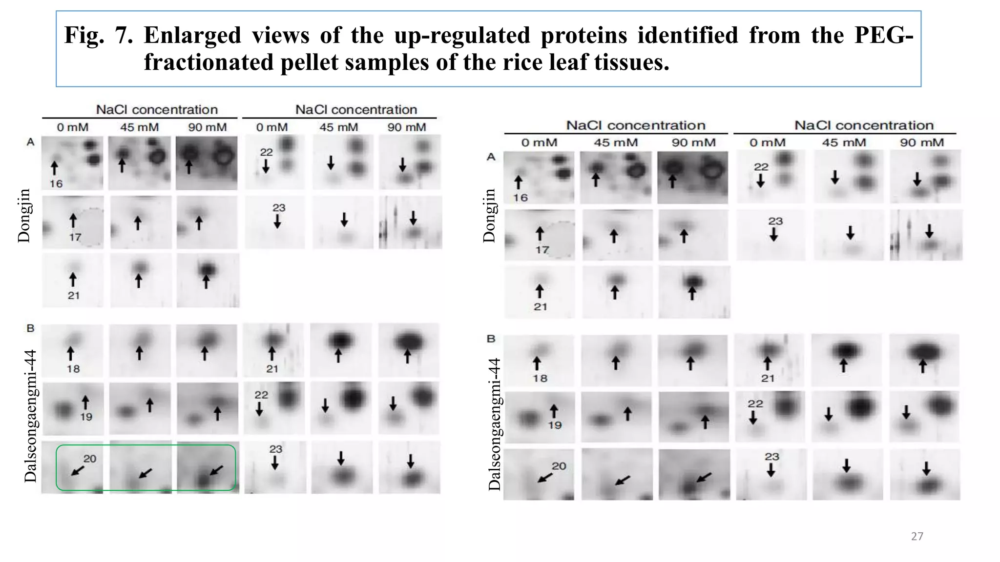 Application of proteomics for identification of abiotic stress tolerance in cereal crops | PPTX