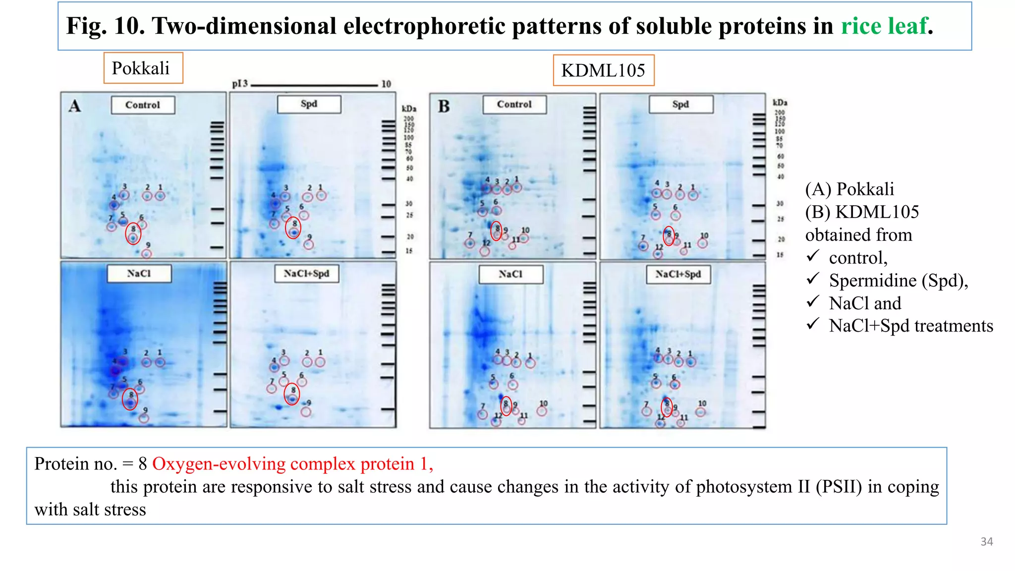 Application of proteomics for identification of abiotic stress tolerance in cereal crops | PPTX