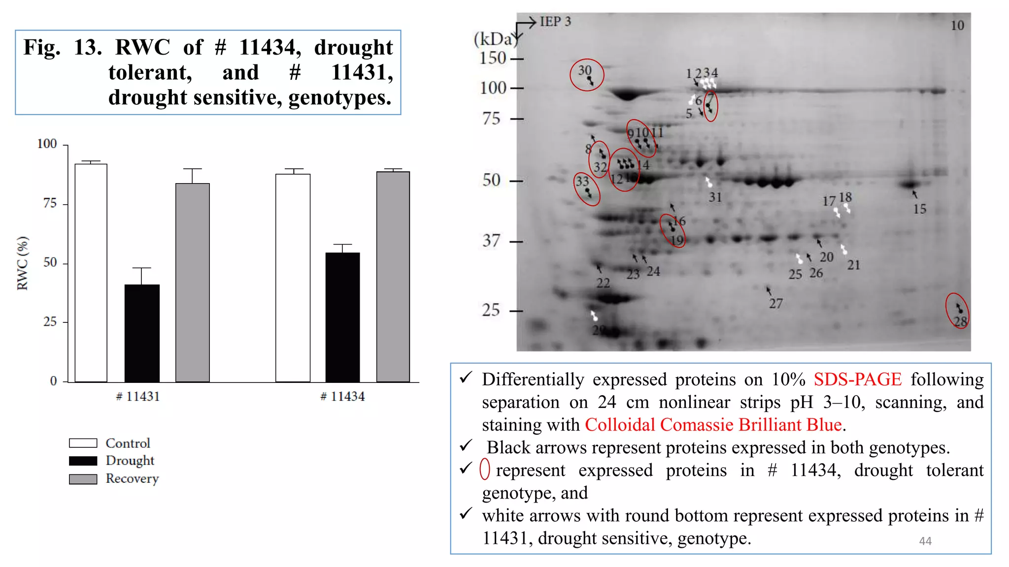 Application of proteomics for identification of abiotic stress tolerance in cereal crops | PPTX