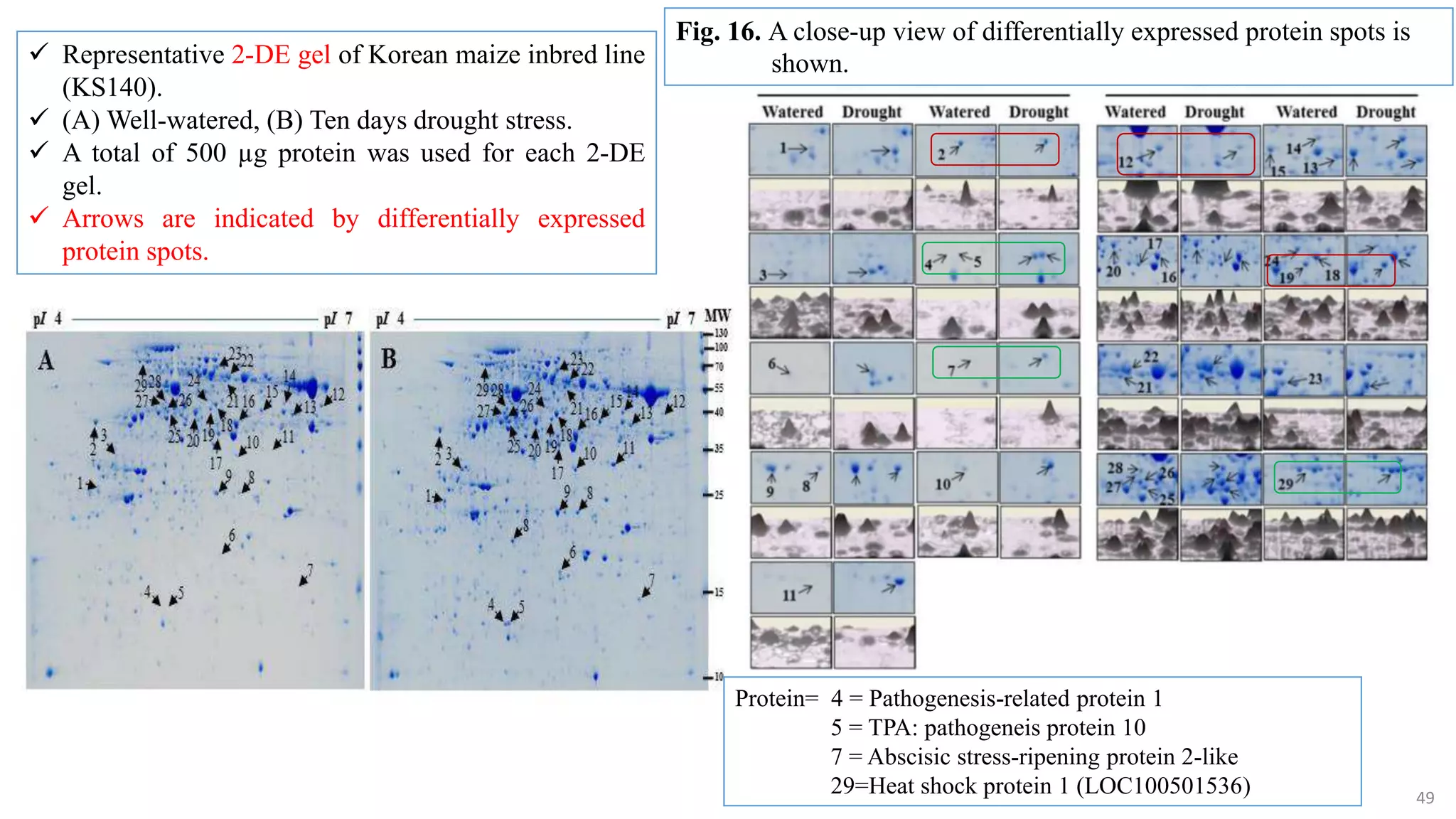 Application of proteomics for identification of abiotic stress tolerance in cereal crops | PPTX