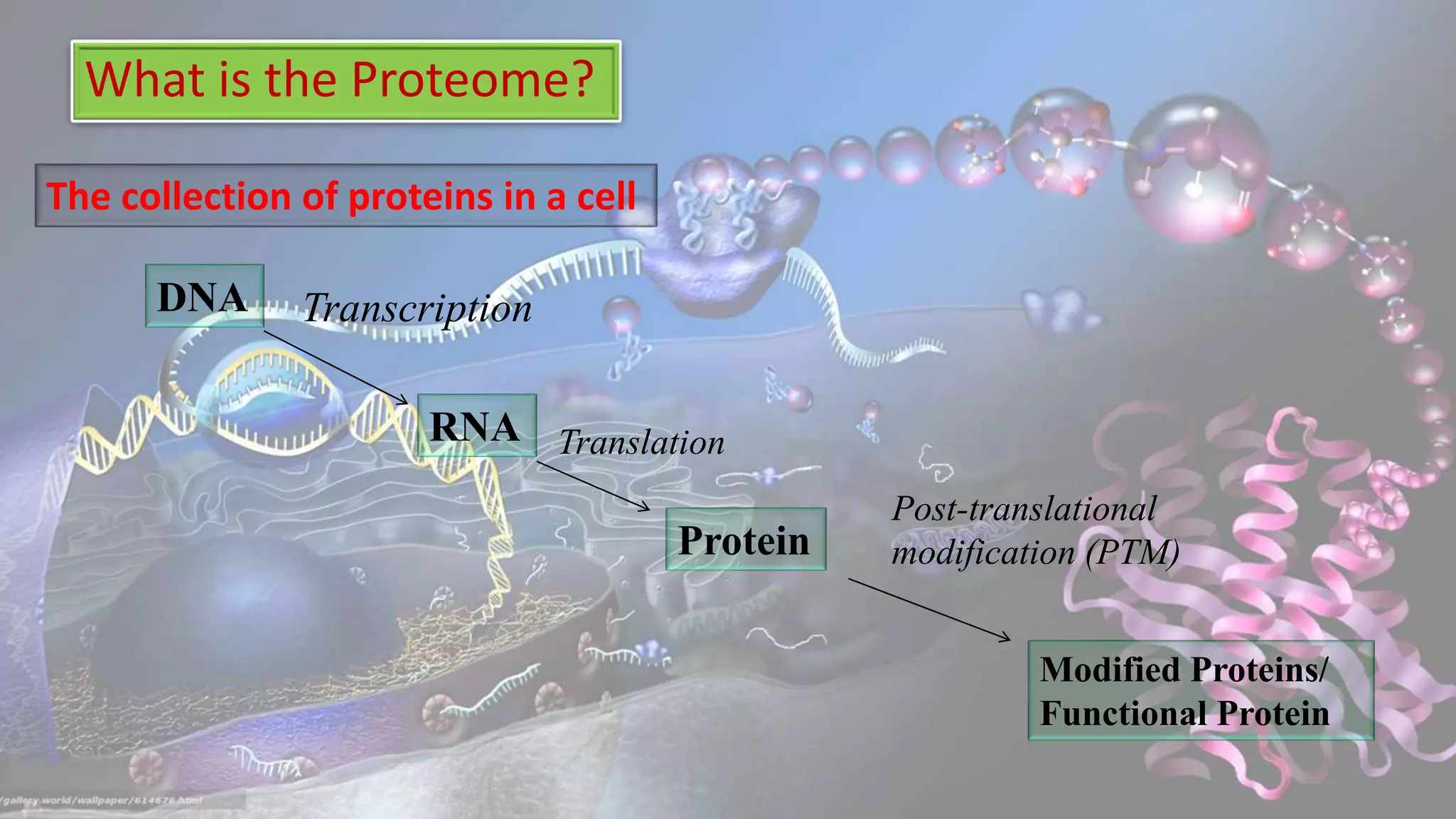 Application of proteomics for identification of abiotic stress tolerance in cereal crops | PPTX ...
