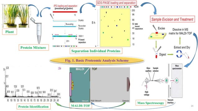Application of proteomics for identification of abiotic stress tolerance in cereal crops | PPTX ...