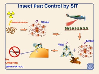 Application of Radiation Sources in Agriculture.pptx