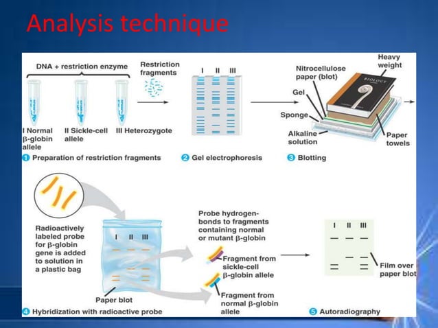 molecular marker RFLP, and application | PPTX | Genetics | Science