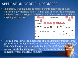 molecular marker RFLP, and application | PPTX