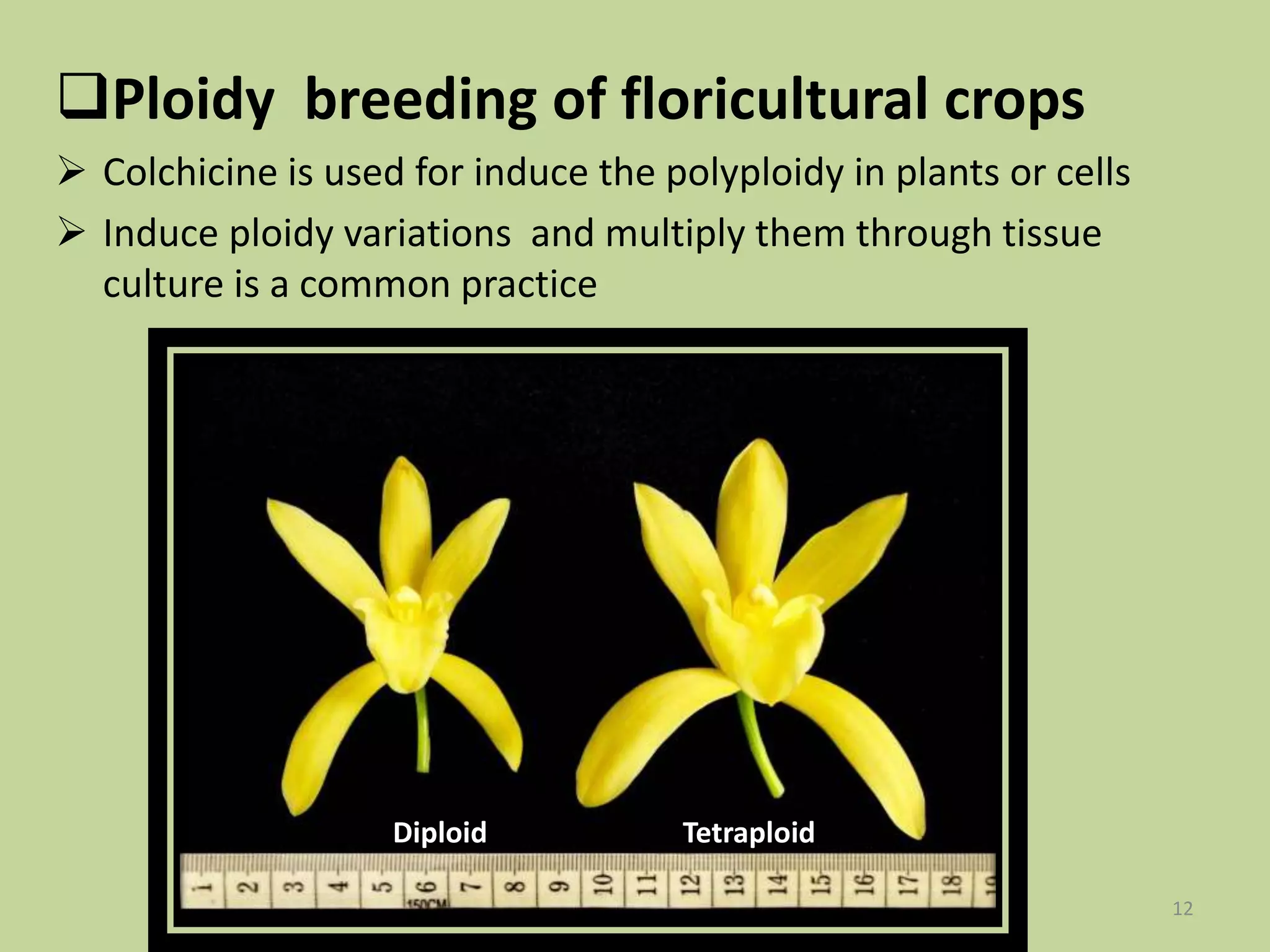 Applications of tissue culture in floriculture | PPTX