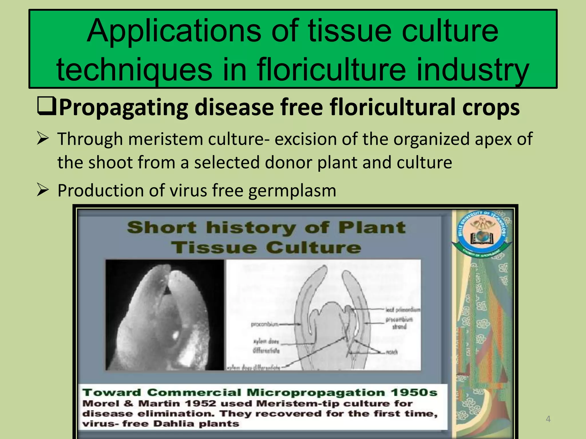 Applications of tissue culture in floriculture | PPTX