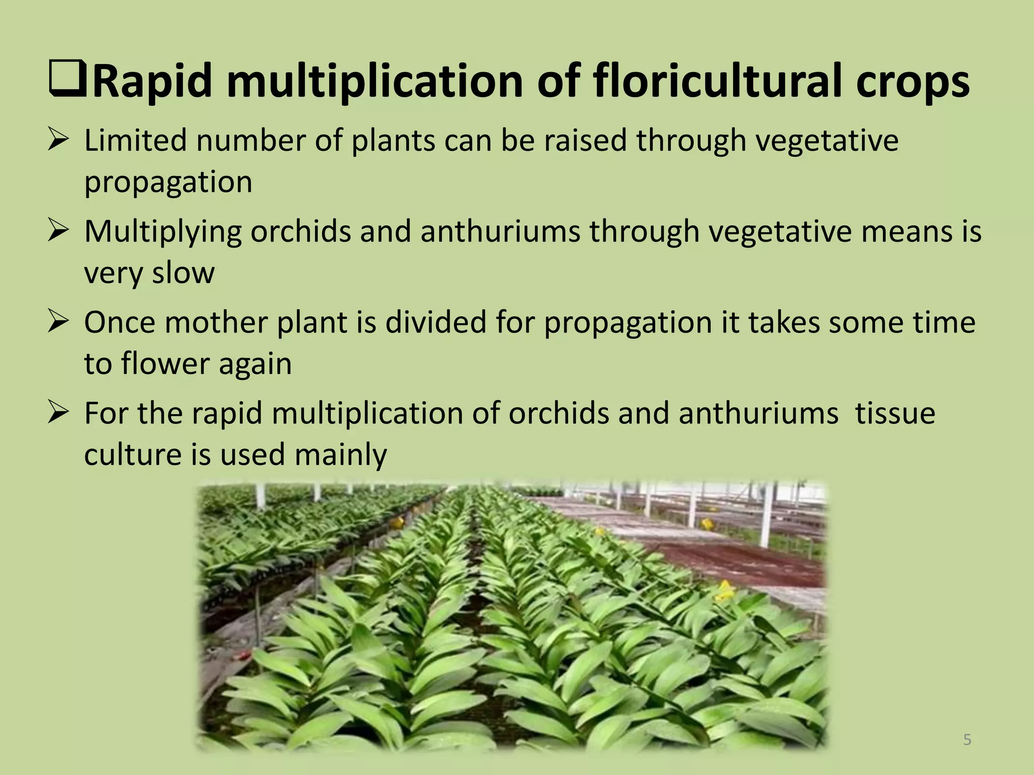 Applications of tissue culture in floriculture | PPTX