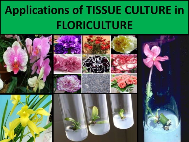 Applications of tissue culture in floriculture | PPTX | Gardening ...