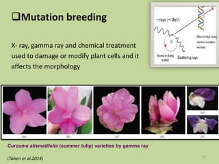 Applications of tissue culture in floriculture | PPTX