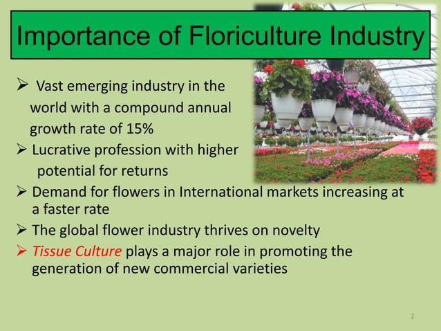 Applications of tissue culture in floriculture | PPTX | Gardening ...