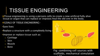 Application of Tissue engineering in Cartilage, Cardiac, Pancreas ...