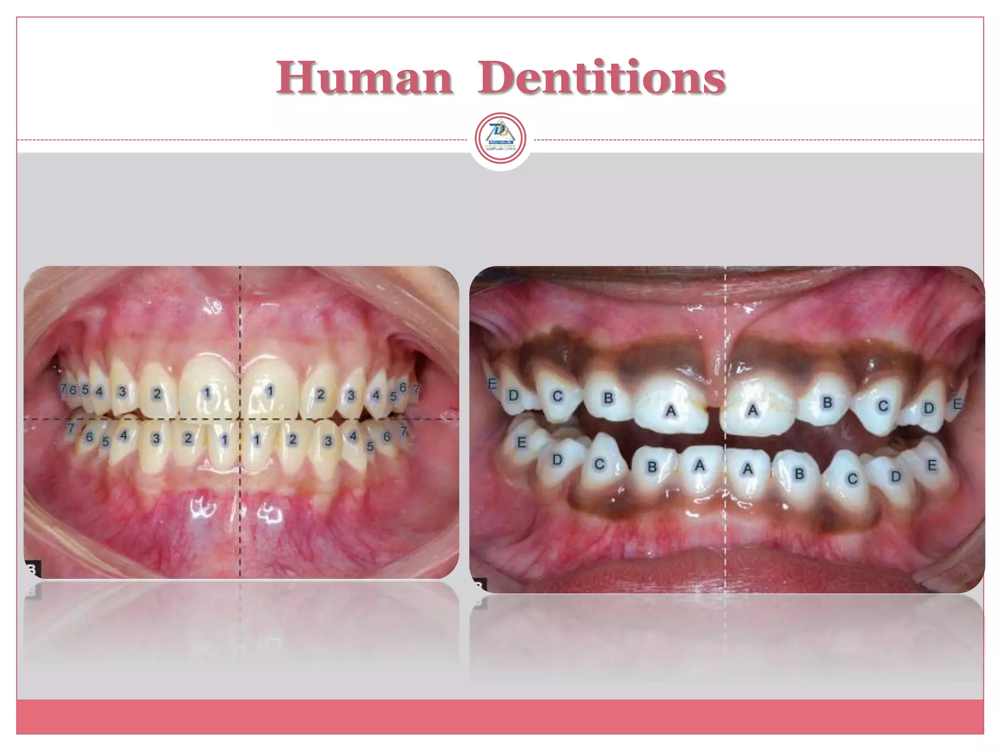 Application of tooth anatomy in denta practice | PPTX
