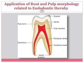 Application of tooth anatomy in denta practice | PPTX