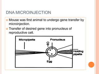 Application of transgenesis ppt | PPTX