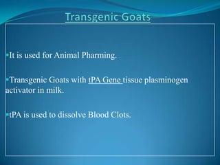 Application of transgenic animals | PPTX