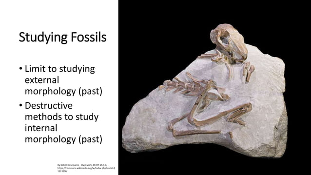 Application of X-ray Microscopy (XRM) on a Palaeolagus from the White River Formation | PPT