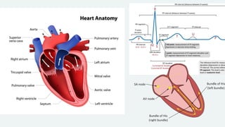 Application of YSECG - V3V and how an ecg equipment work | PPT