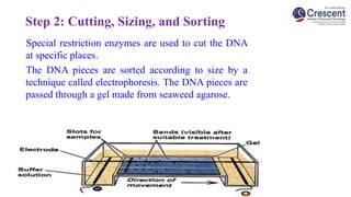 Applications in forensics PCR and DNA fingerprinting.pptx