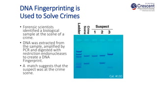 Applications in forensics PCR and DNA fingerprinting.pptx