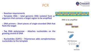 Applications in forensics PCR and DNA fingerprinting.pptx