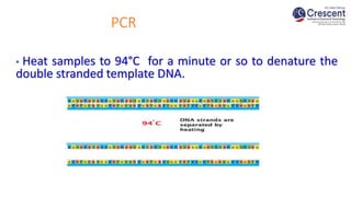 Applications in forensics PCR and DNA fingerprinting.pptx