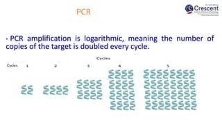 Applications in forensics PCR and DNA fingerprinting.pptx