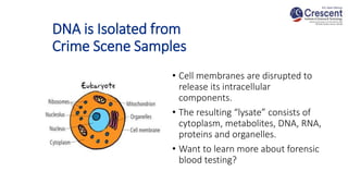 Applications in forensics PCR and DNA fingerprinting.pptx