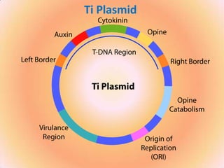 Applications of Genetic Engineering | PPTX