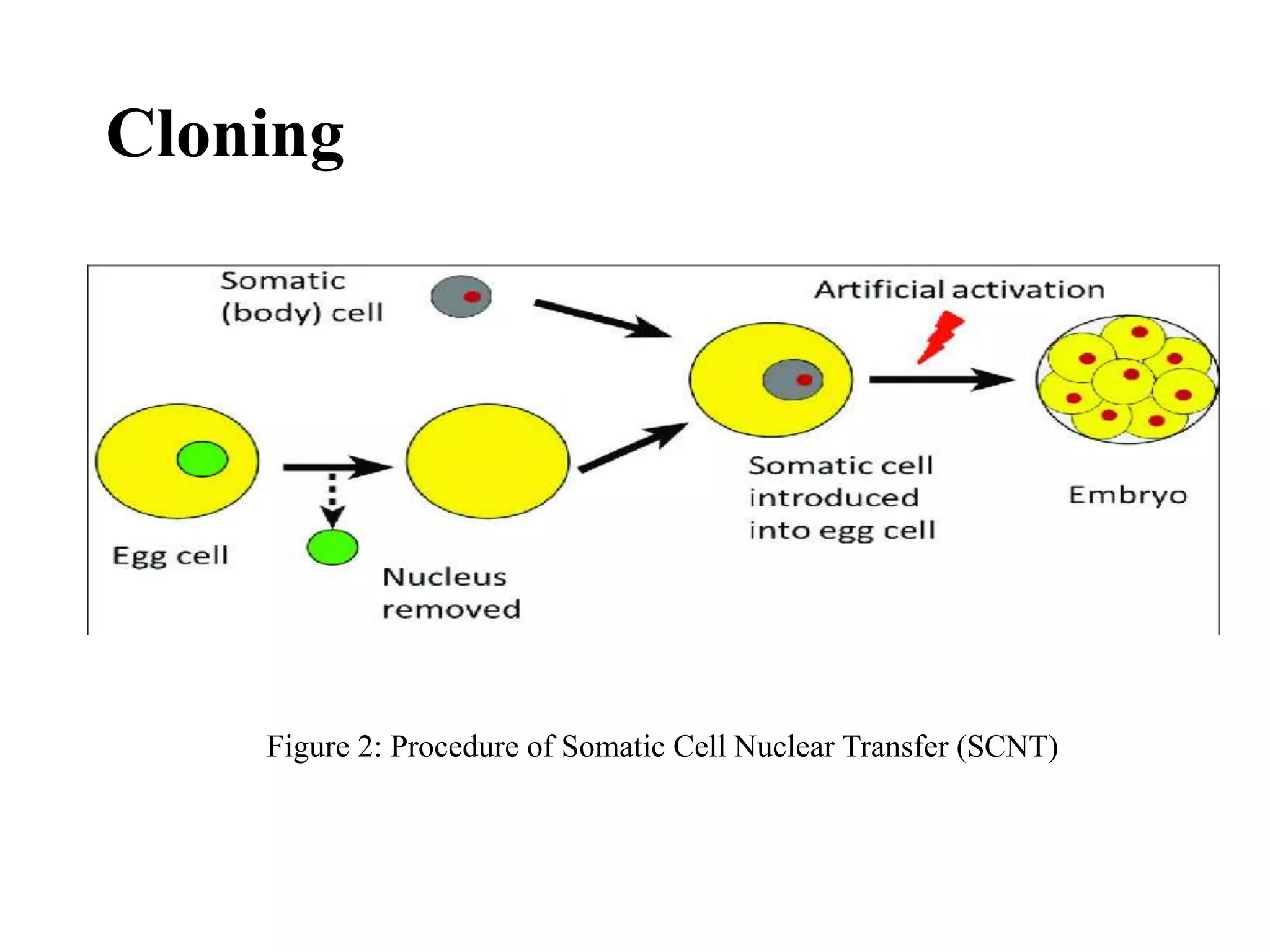 Applications of animal biotechnology | PPTX