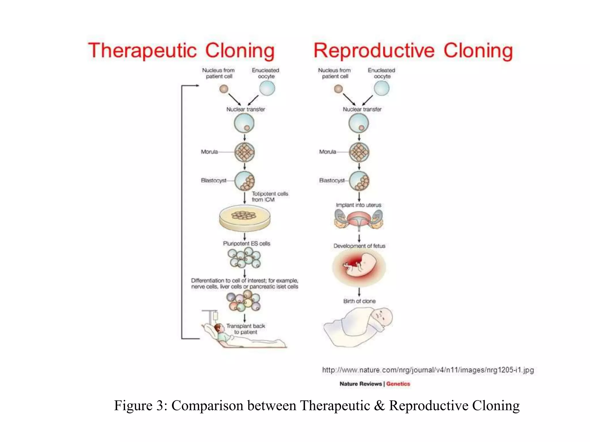 Applications of animal biotechnology | PPTX